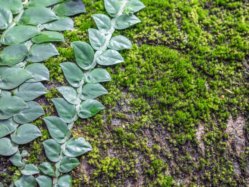 Green Creeper Plant and Moss Stock Photo - Image of leaf, green: 129342882
