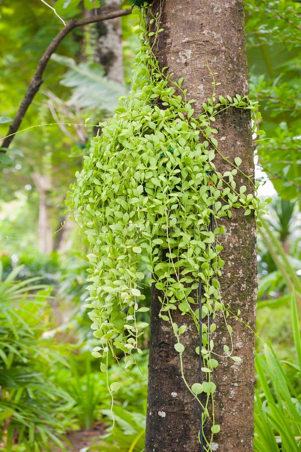 Creeper plant on tree stock image. Image of vegetation - 62992339