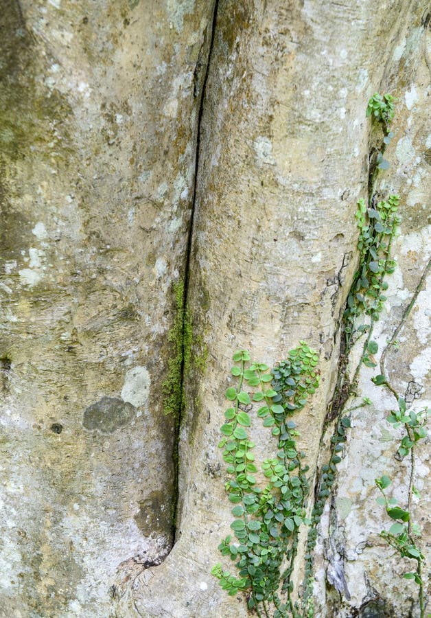 Green Creeper Plants on Tree Trunk Stock Image - Image of brown ...