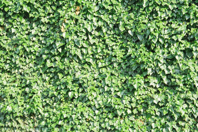 Green Creeping Ivy Background Stock Image - Image of garden, summer ...