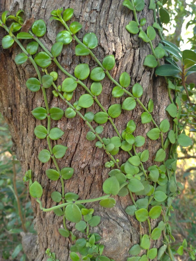 Creeping leaves on a tree stock image. Image of naturally - 173616195