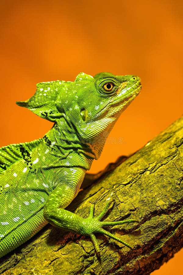 Green Crested Basilisk - Sitting on the Branch Stock Photo - Image of ...