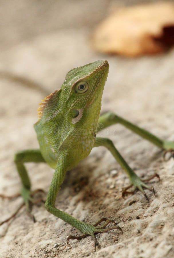Colorful Anole stock photo. Image of reptile, latin, headed - 9798360