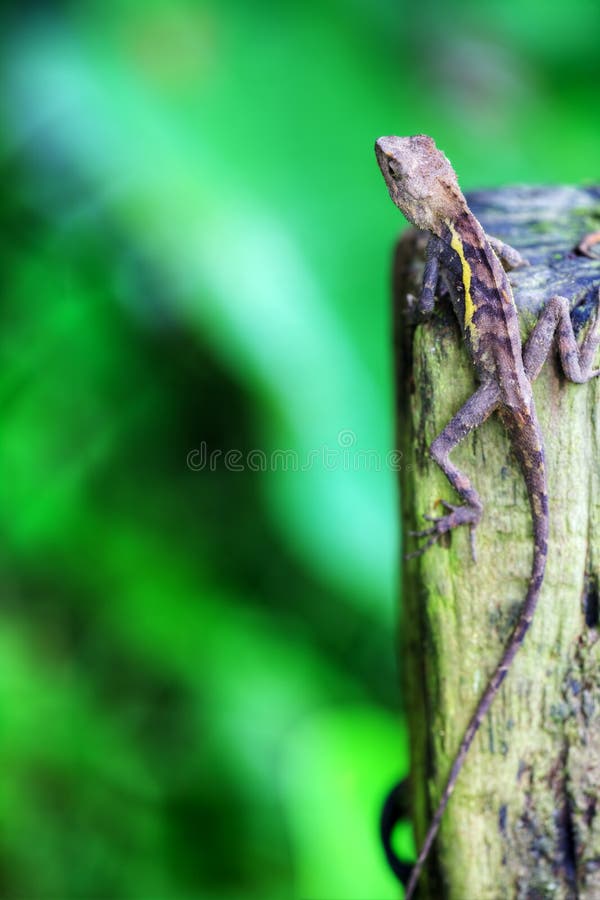 Green Crested Lizard on a Tree Trunk Eat Eating a Large Prey Cicada ...