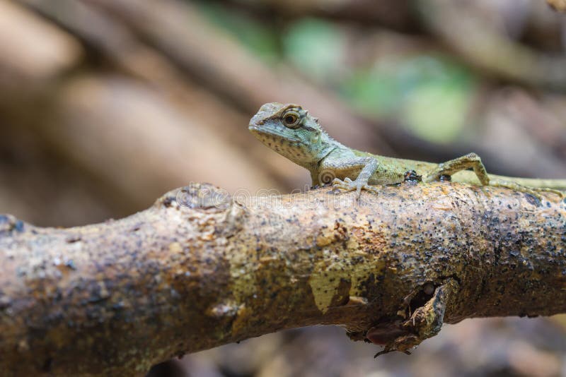 Green Crested Lizard, Black Face Lizard Stock Image - Image of lizard ...
