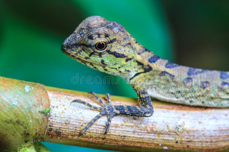 Green Crested Lizard, Black Face Lizard, Tree Lizard Stock Photo ...