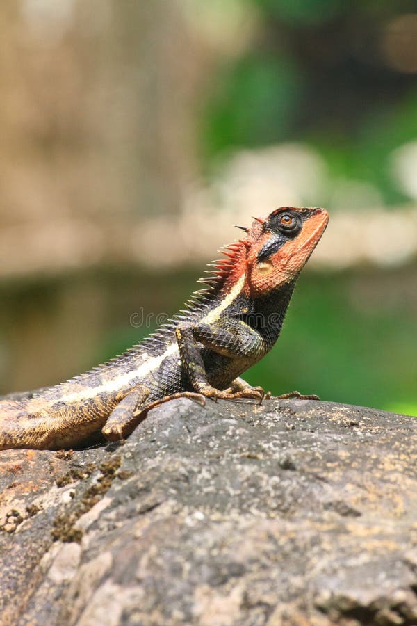 Green crested lizard stock photo. Image of vertebrate - 41869738