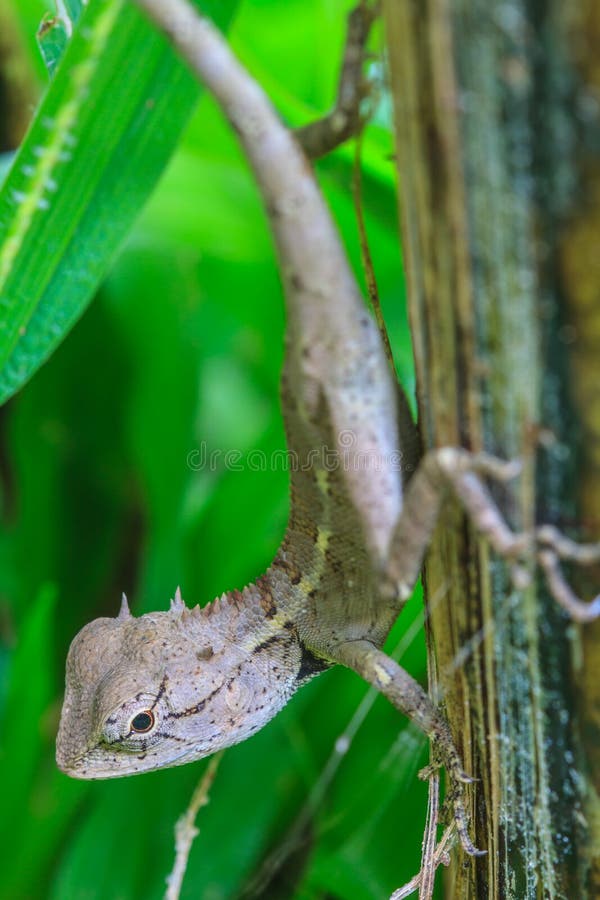 Green crested lizard stock photo. Image of tropical, exotic - 49852932