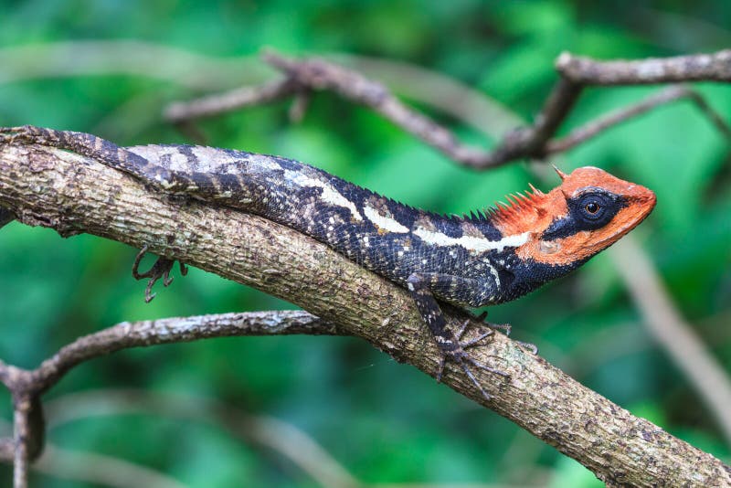 Green crested lizard stock photo. Image of outdoors, tropical - 54129554