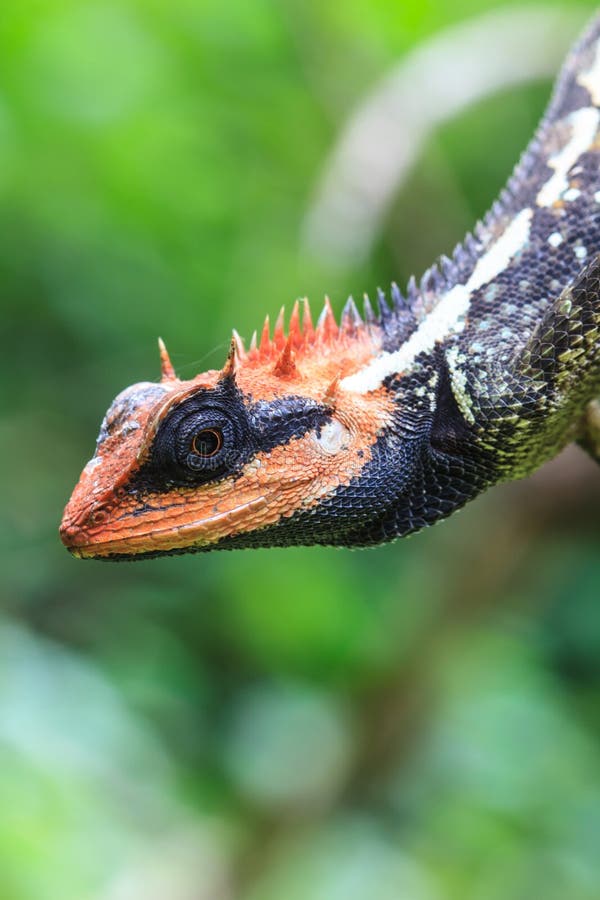 Green crested lizard stock image. Image of nature, wildlife - 54129903