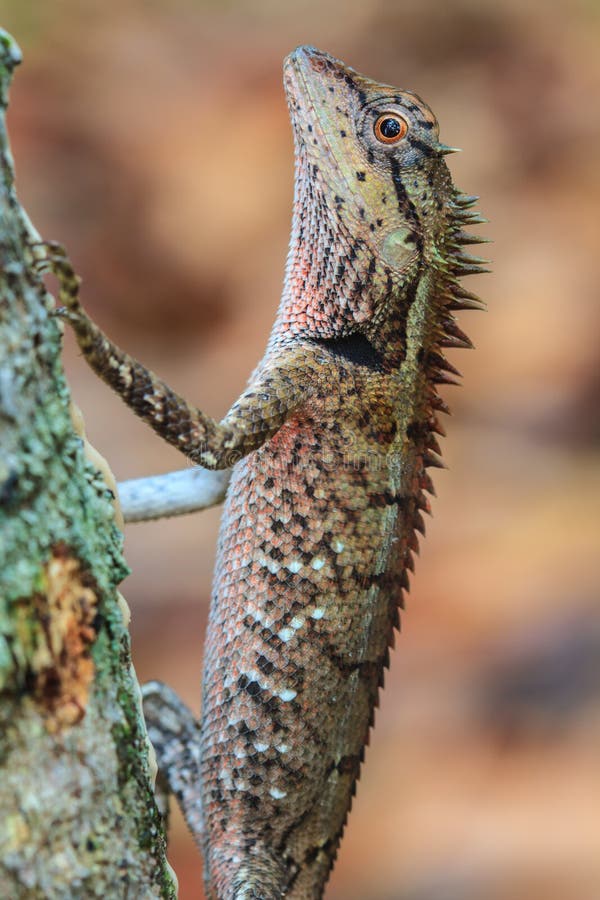 Green crested lizard stock photo. Image of rock, reptile - 54135420