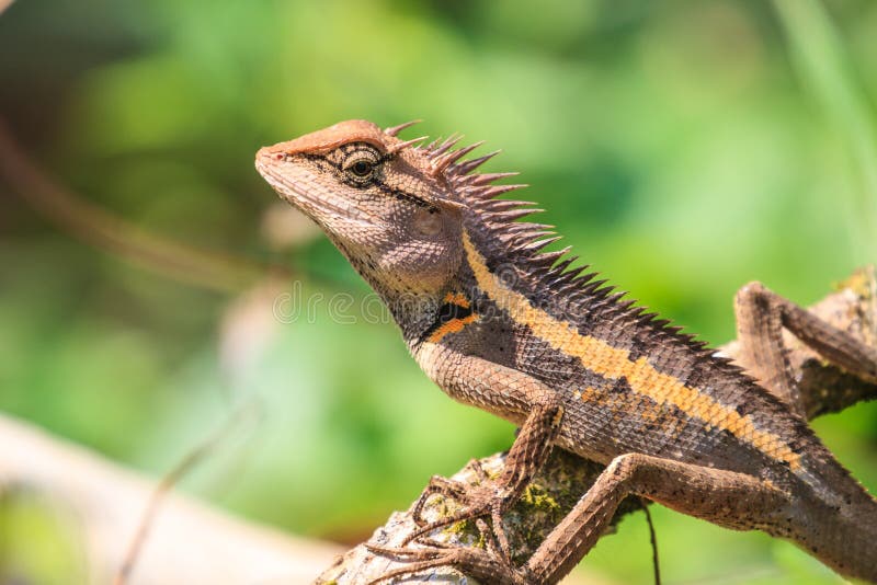 Green crested lizard stock photo. Image of vertebrate - 63938776