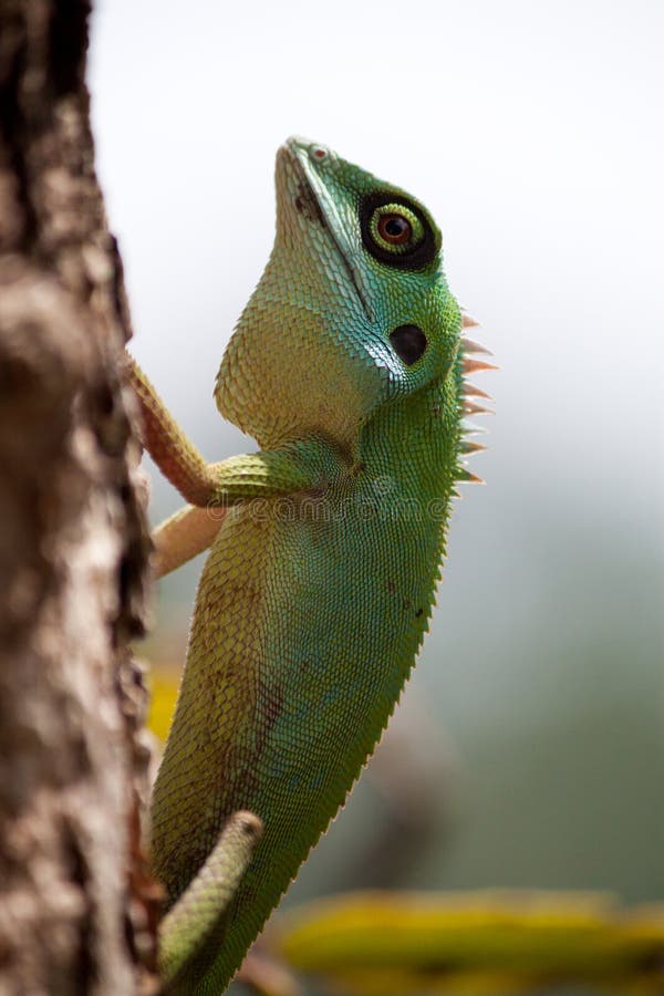 Green Crested Lizard Climbing Tree Stock Image - Image of texture, isolated: 103151391