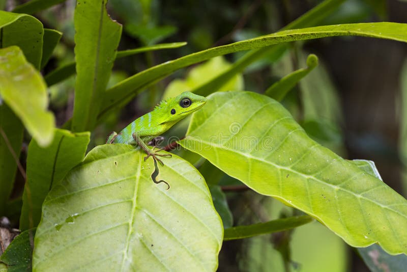 Green Crested Lizard stock image. Image of animal, wildlife - 197153463