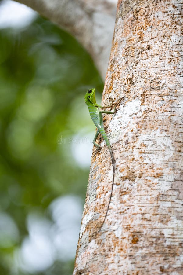 Green Crested Lizard stock photo. Image of dark, wildlife - 197153484