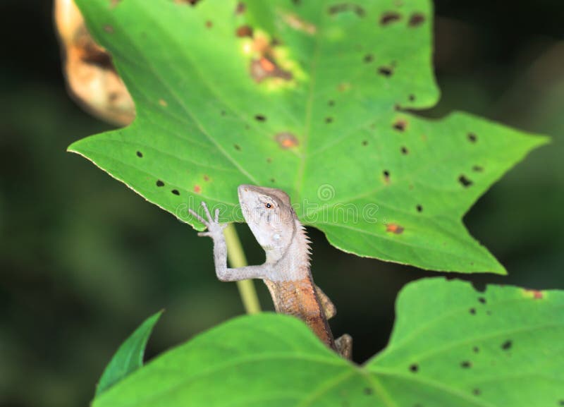 Green Crested Lizard, Black Face Lizard, Tree Lizard,Boulenger Long ...