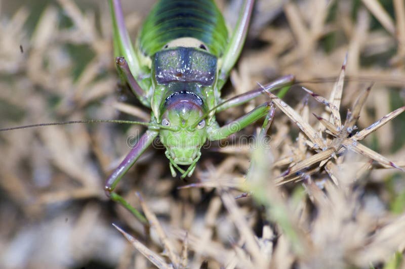 Green Cricket among the Bushes Stock Photo - Image of hopper, field ...
