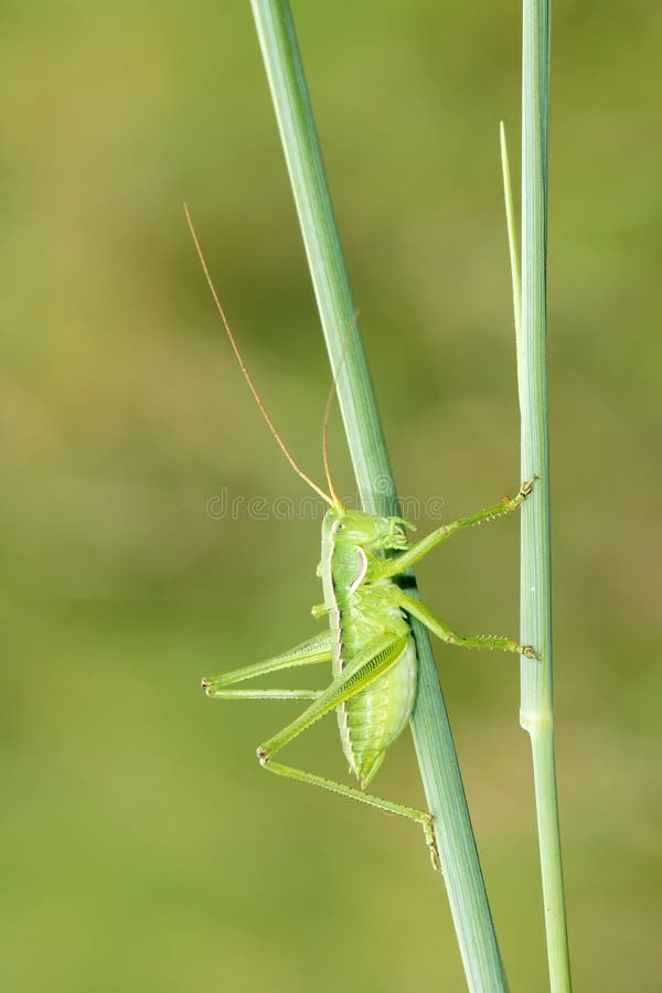 Green Cricket stock image. Image of cricket, nature, green - 17106013