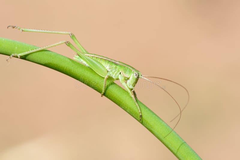 Green Cricket Pitch stock image. Image of ground, game - 16967845