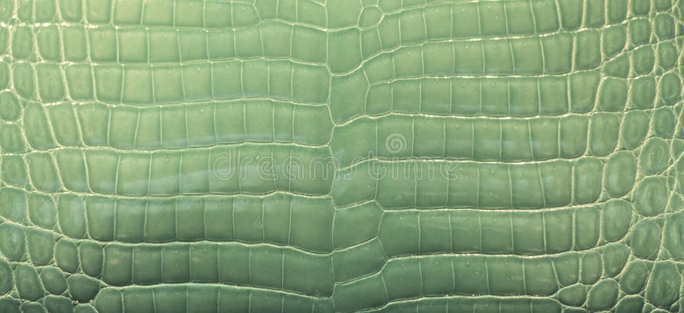 Green Crocodile Skin stock image. Image of luxury, reptile - 26964501