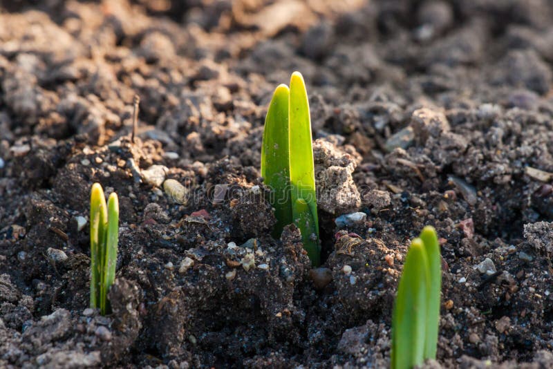 Crocus Sprouts in a Pot Isolated. New Sprouts of Crocus in Flowerpot ...