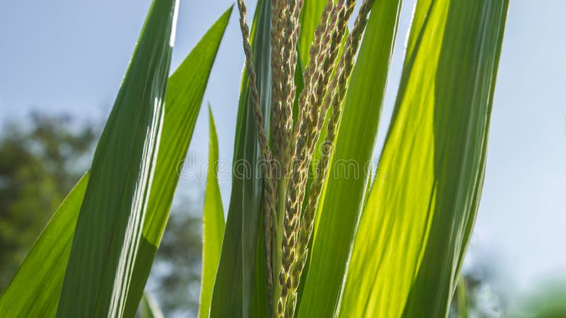 The green of cron leaf stock image. Image of land, asia - 61573585