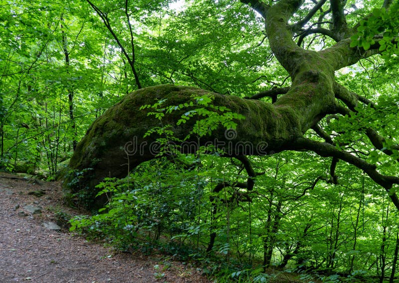 Green crooked tree stock photo. Image of croocked, branch - 249432838