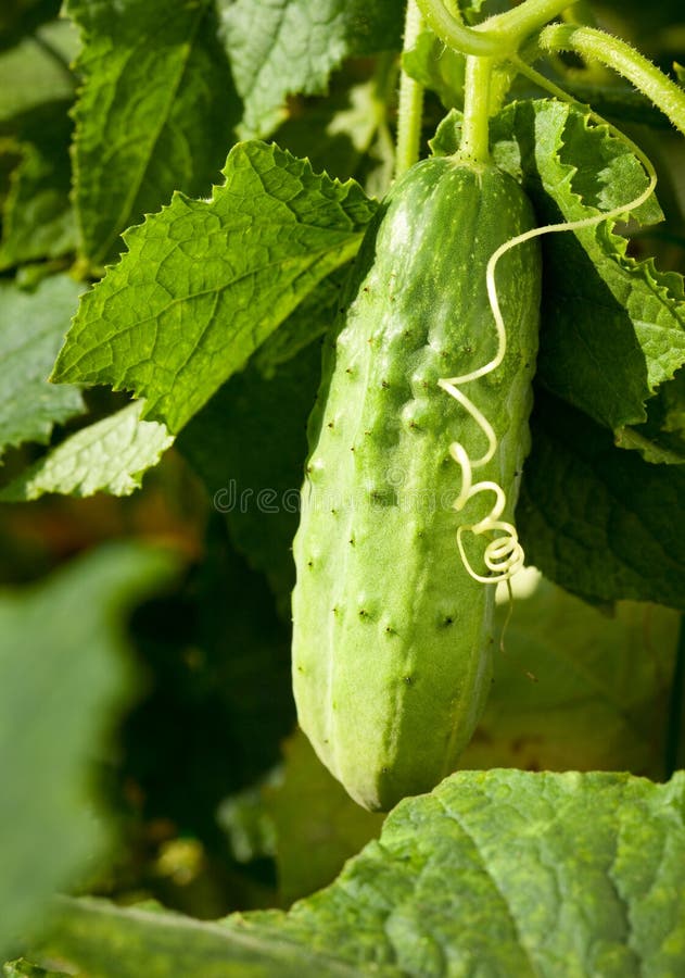 Green crop stock photo. Image of vegetable, garden, delicious - 20146916