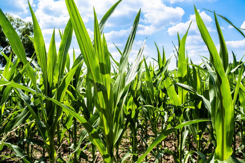 Green Crop in Modern Greenhouse Stock Photo - Image of modern, heat ...