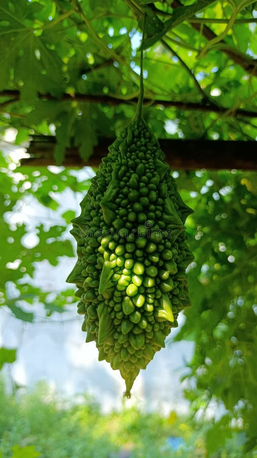 Green Crop trees stock image. Image of agriculture, crop - 233460523