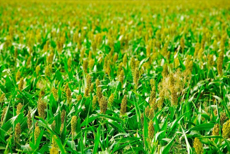 Green crops stock photo. Image of outdoor, agriculture - 4246920
