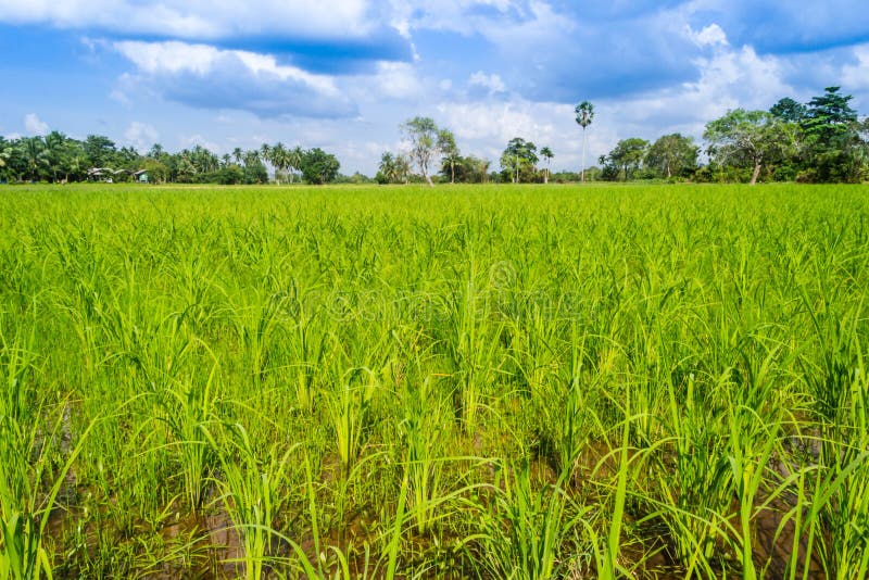 Green crops. stock image. Image of environment, landscape - 39980327