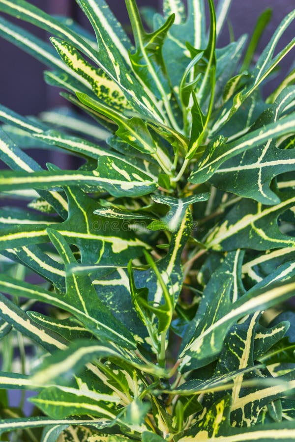 Green croton s leaves stock photo. Image of tree, purple - 73111032