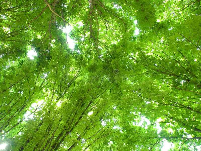 Green crown stock photo. Image of plants, closeup, green - 7117094