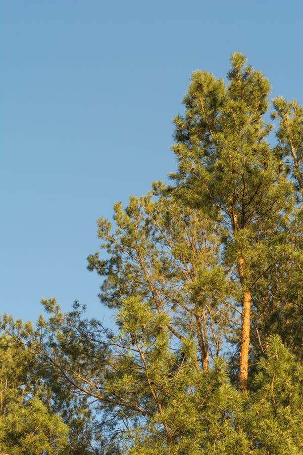 Crown of Trees with Sparse Branches and Small Green Leaves Against the ...