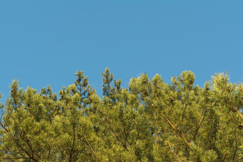 Crown of Trees with Sparse Branches and Small Green Leaves Against the ...