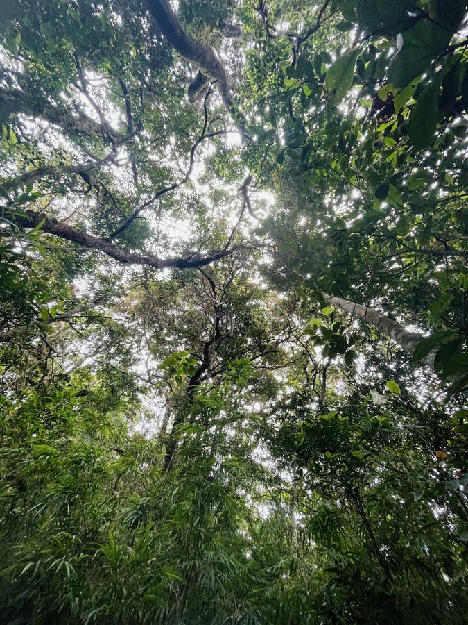 Green Crown stock image. Image of autumn, shrub, leaf - 380519981