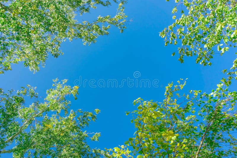Green Crown Trees View from Below into the Sky. Green Crown of Trees ...