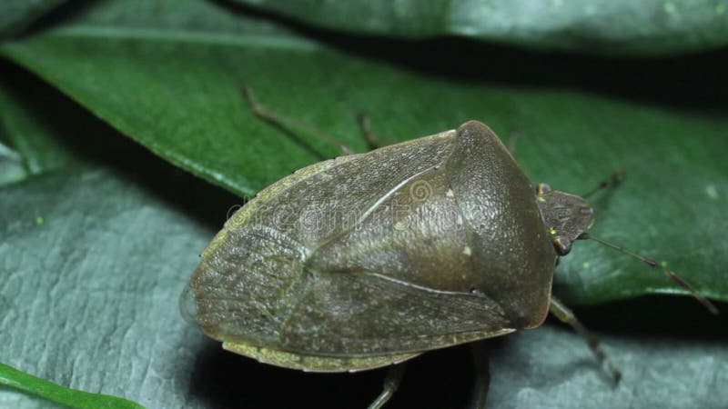 Green bug on leaves stock video. Video of leaf, fleas - 61201705