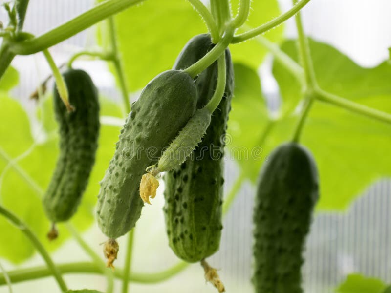 Green Crunchy Cucumbers Close-up. Selective Focus. Home Farming Concept ...