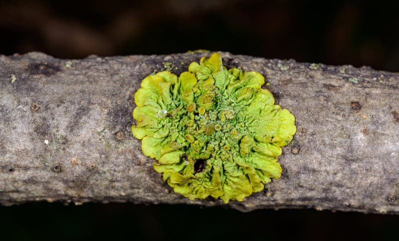 Green Crustose Lichens on Old Tree Trunk, Odessa Stock Image - Image of ...