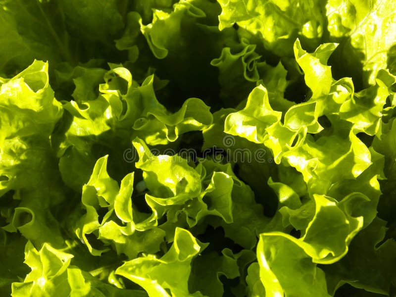 Green Crystal Lettuce Background Close-up Stock Photo - Image of nature ...