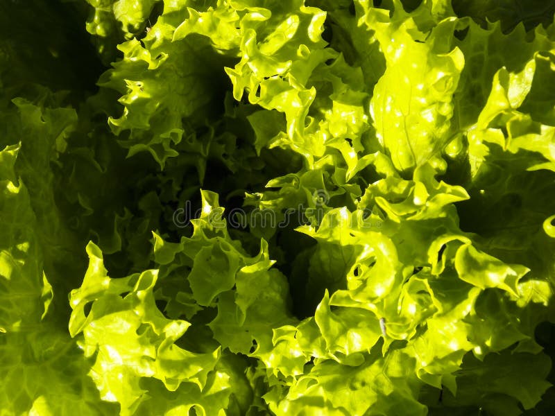 Crystal Lettuce Background Close Up Stock Image - Image of flowers ...