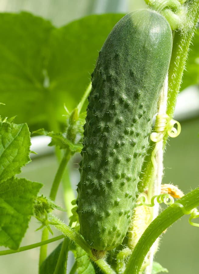Green cucumber stock image. Image of harvest, nature - 10270715