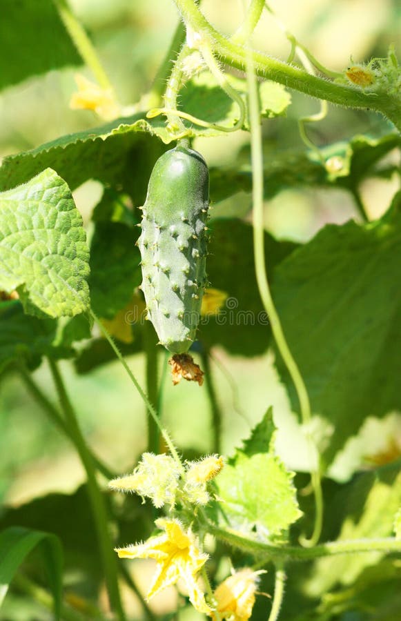 Green cucumber stock photo. Image of green, kitchen, plant - 20679960