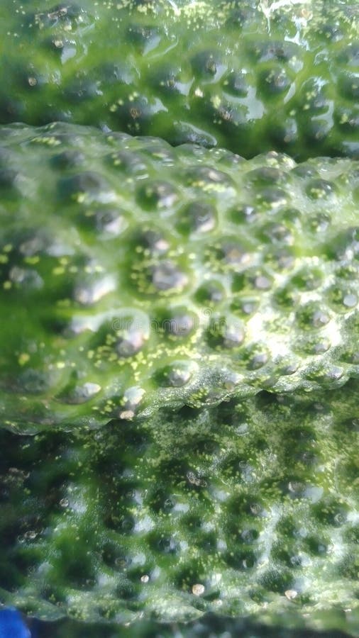Green Cucumber Nice Texture Stock Photo - Image of nice, green: 187153612