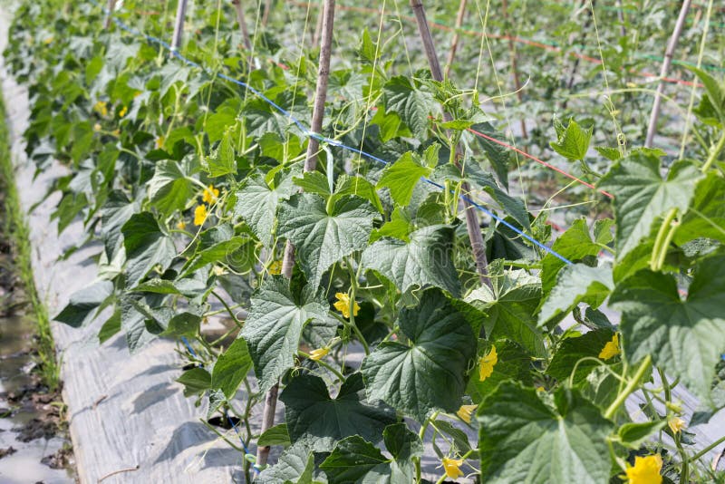 Green Cucumber Plant Growing in the Field Stock Image - Image of green ...