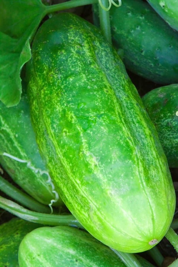 Green cucumber. stock photo. Image of earth, soil, garden - 33941002