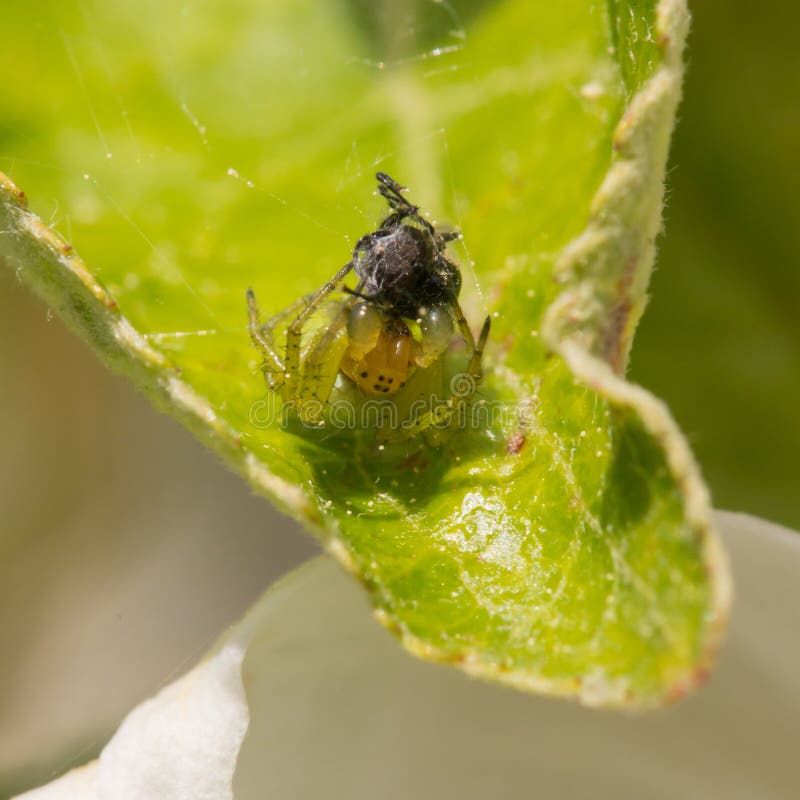 Green Cucumber spider stock photo. Image of arachnidamicrommata - 54693262