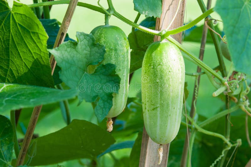 Green cucumber on tree stock image. Image of farming - 36977387